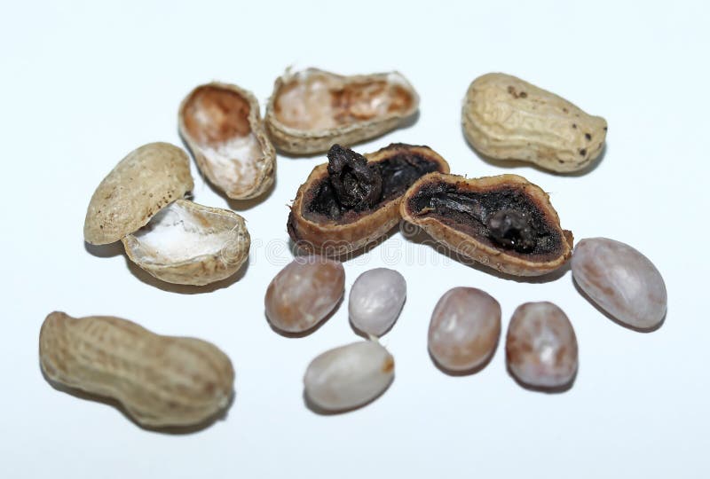 Group of Peanuts Isolated on White Background Stock Image - Image of ...