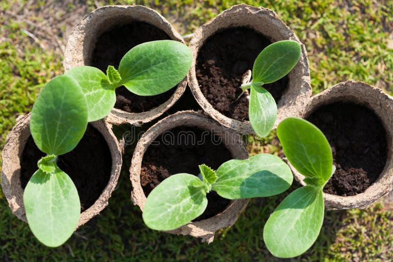 Group of Peat Pots with Young Vagetable Plants on the Ground Stock ...
