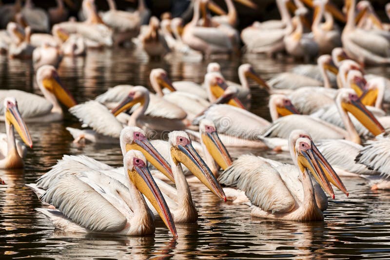 Group of Pelicans stock image. Image of beak, african - 58996267