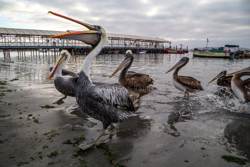 Group of Pelicans Bird, Natural, Nature, Wallpaper Stock Image - Image ...