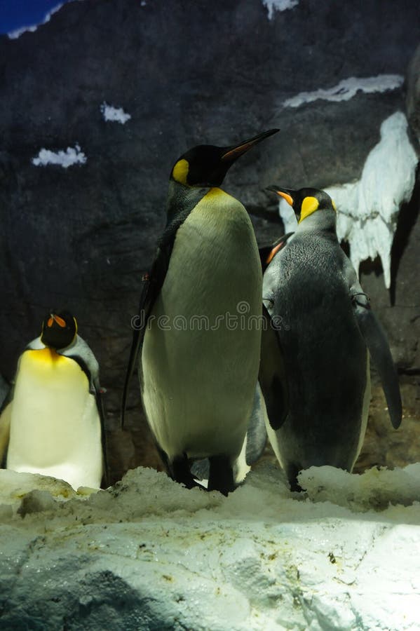 A Group of Penguins on Land Stock Photo - Image of land, group: 167741694