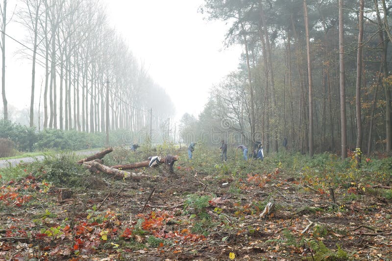 Group of People Doing Maintenance and Planting Works at the Edges of ...
