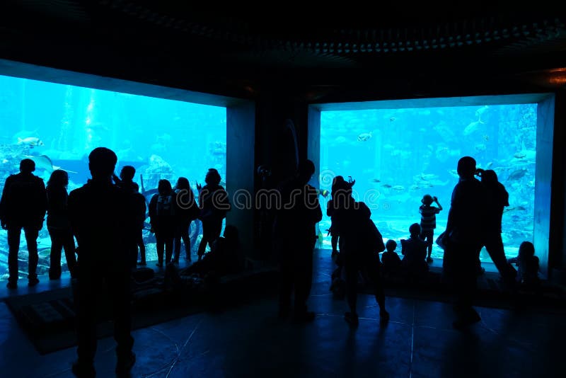 Group Of People Watching Fish In A Oceanarium. Stock Image - Image of ...