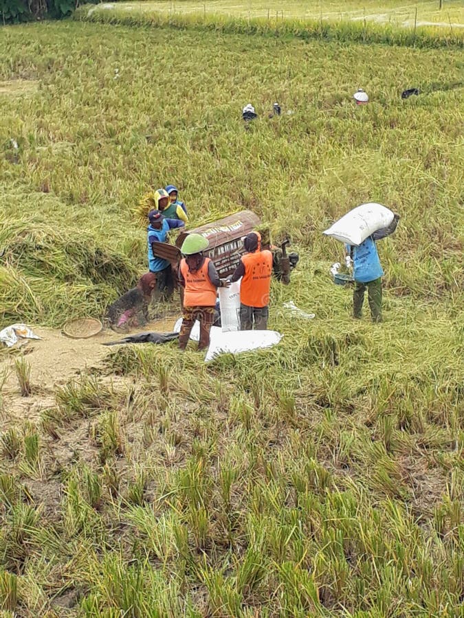A Group of People Sorting Rice Using a Machine, after a Day of Cutting ...