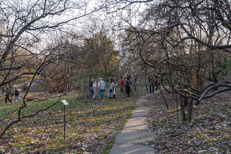 A Group of People Stroll through a Fruit Tree Pathway, Amidst Fallen ...