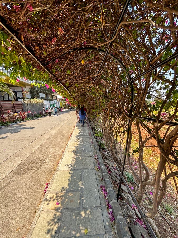 A Group of People Walk Down a Path Next To a Wall Covered in Vines ...
