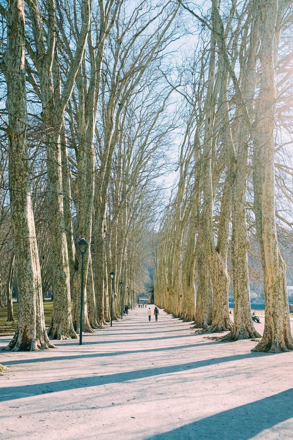 Group of People Walking Along the Pathway Surrounded by Bare Trees ...