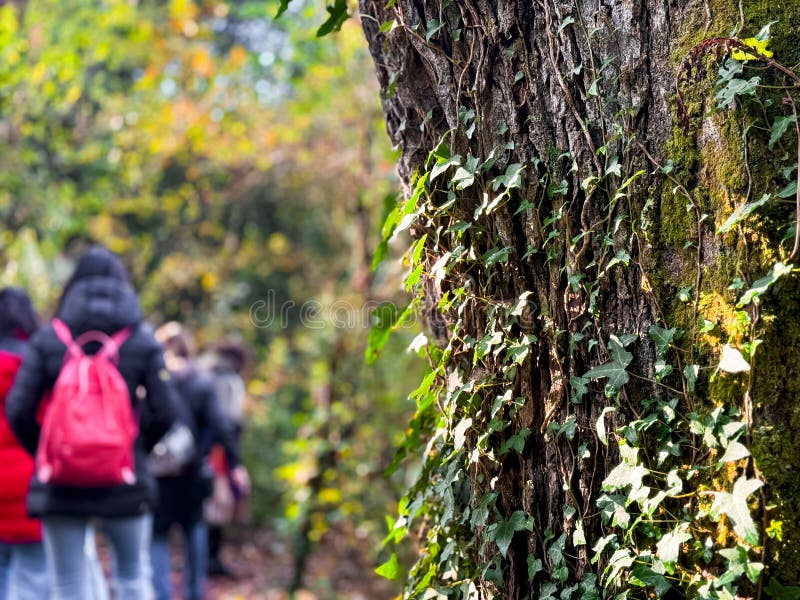 Group of People Walking through Lush Forest with Ivy Covered Tree Trunk ...