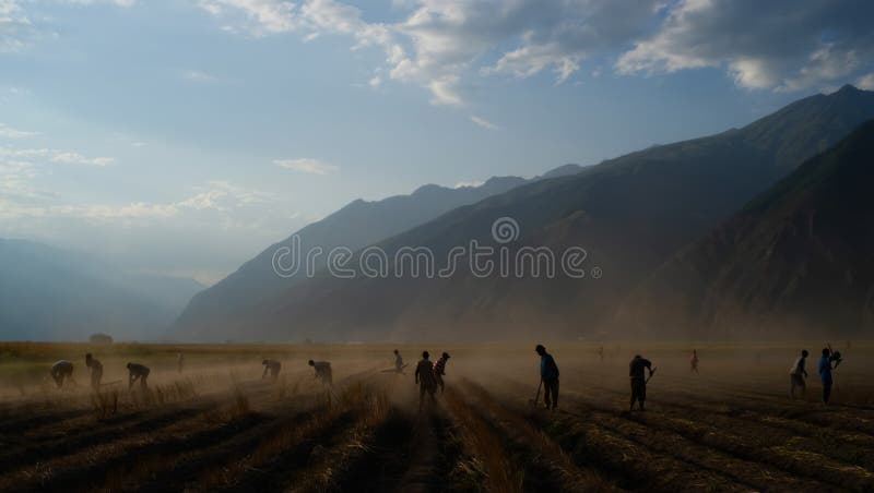 Group of People are Working in a Field Stock Photo - Image of ...