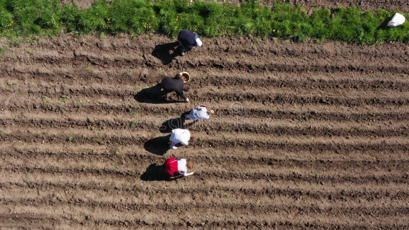 Peasants Working on Threshing Grain Stock Video - Video of engine ...