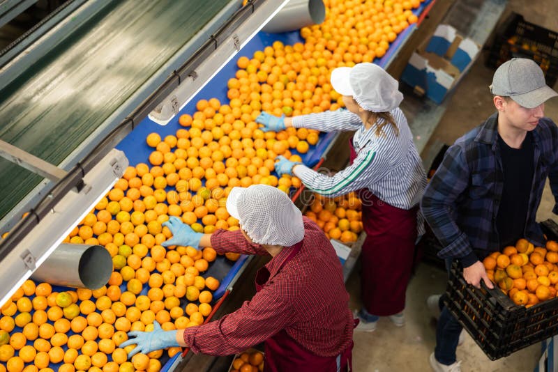Group of People Working at Tangerines Sorting Factory Line Stock Photo ...