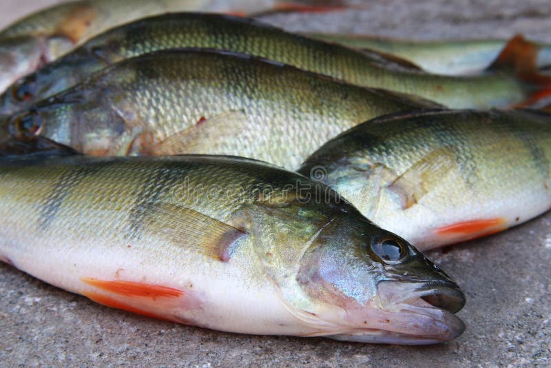 A group of perch stock photo. Image of fish, lunch, skin - 46014092