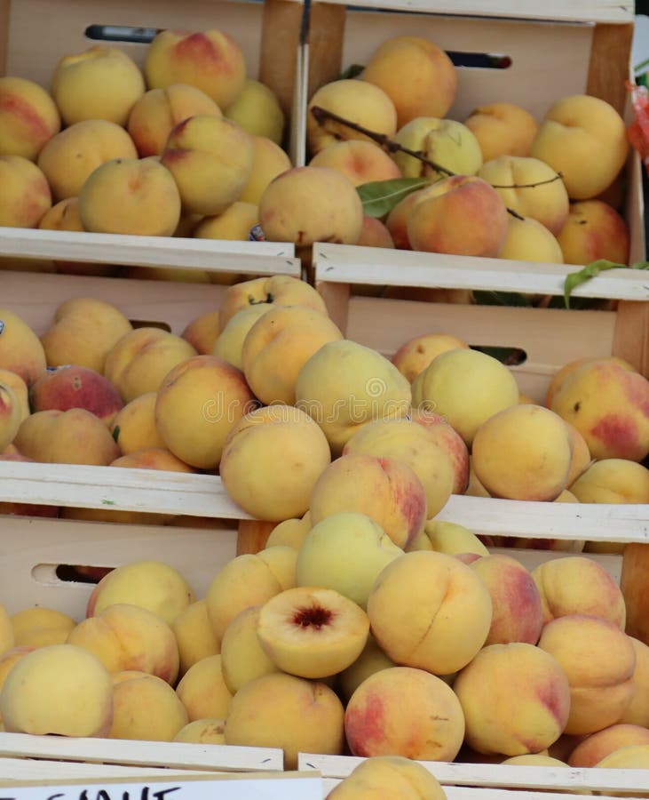 Group of percoche peaches stock image. Image of healthy - 232666811