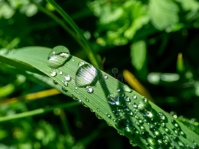 Perfect Water Drop Splashing into Smooth Water Causing Ripples Stock ...