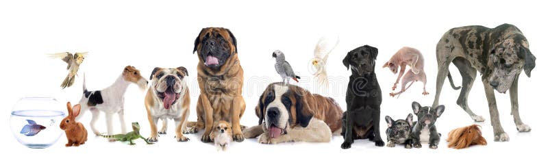 Large Group of Pet Animals Together Stock Image - Image of frog, bird ...