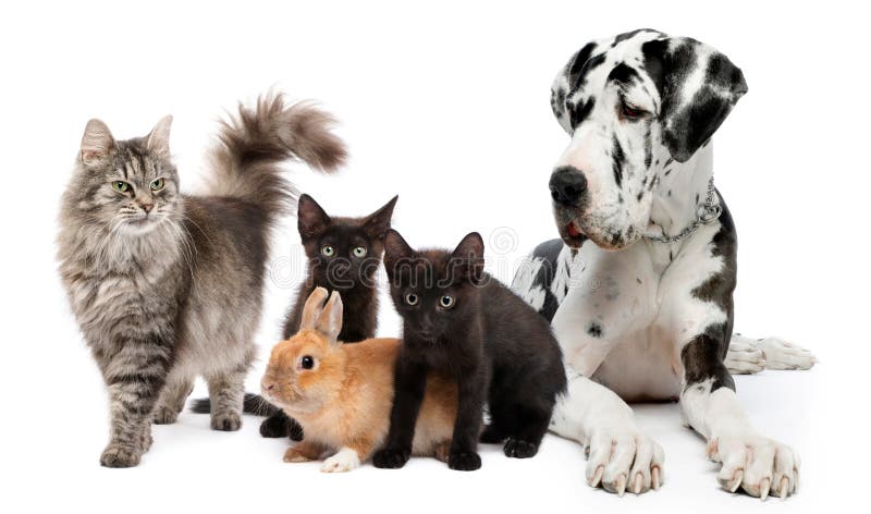 Group of pets stock photo. Image of group, background - 22515398