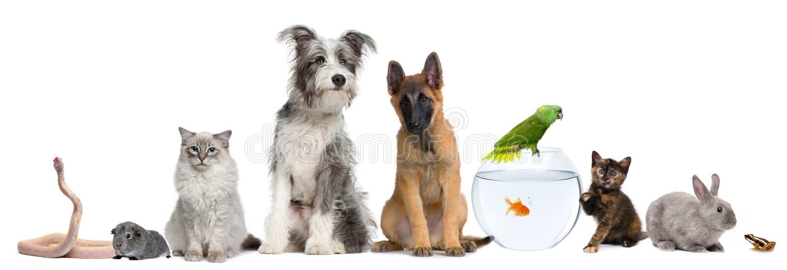 Pets Standing in Front of White Background Stock Photo - Image of ...