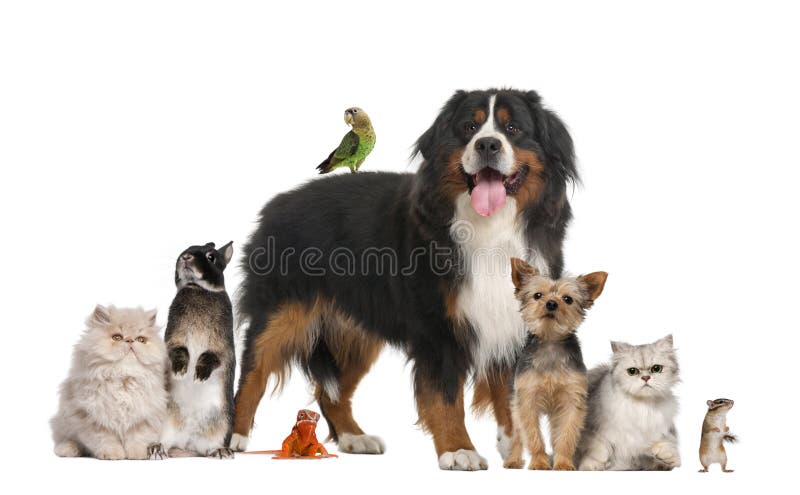 Group of Common Household Pets Stock Photo - Image of white, bird: 20138240