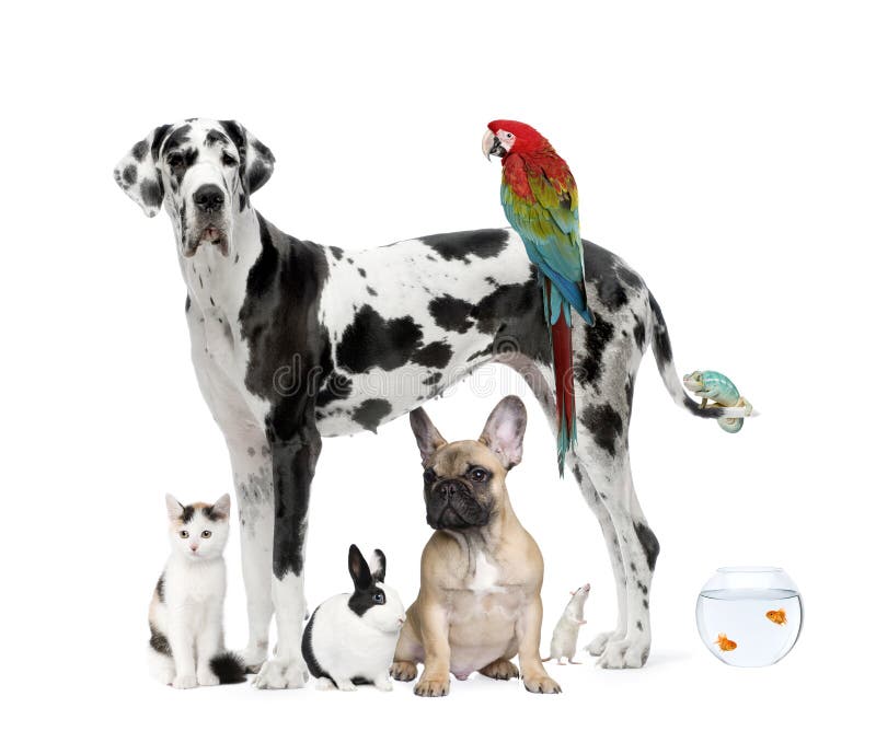 Pets Standing in Front of White Background Stock Photo - Image of ...