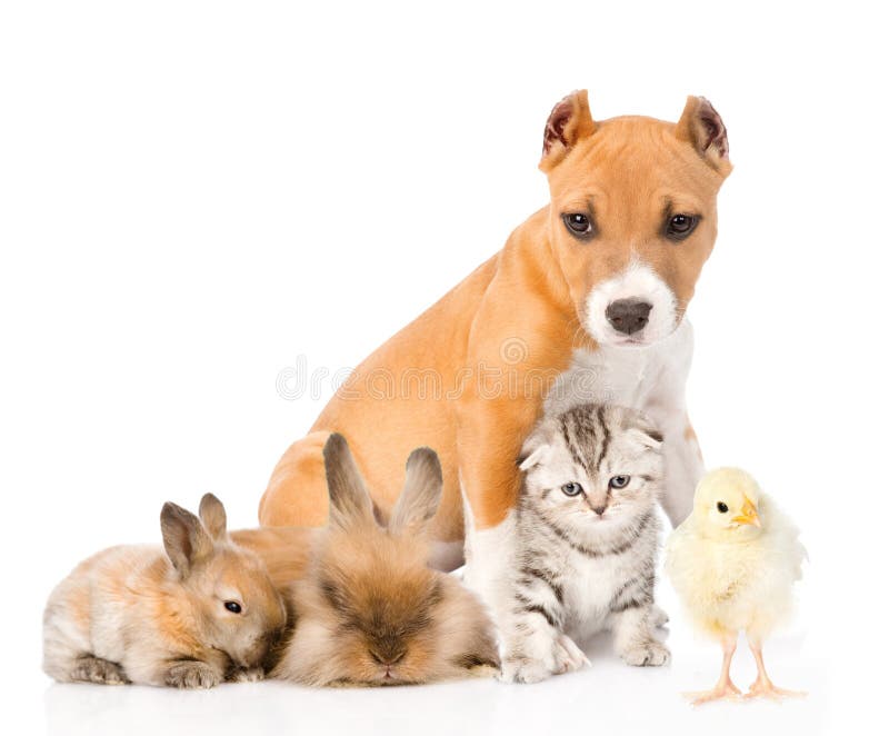 Group of Pets Together in Front. Isolated on White Background Stock ...