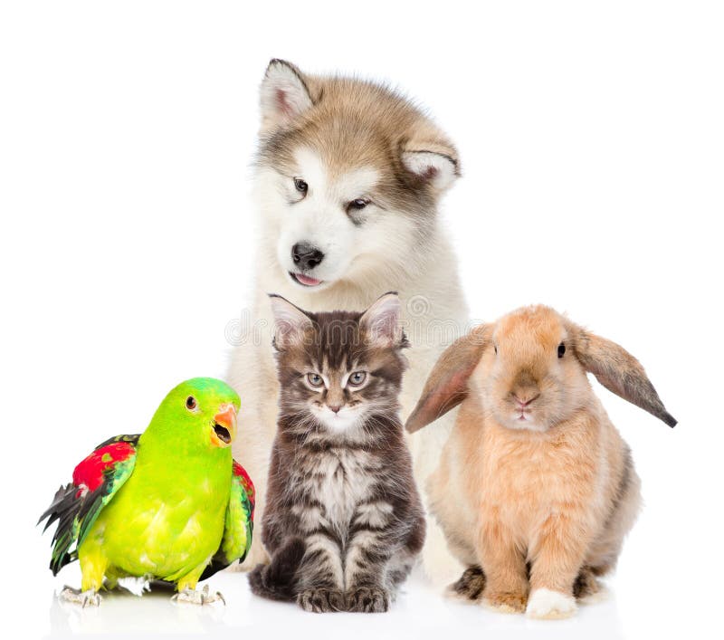Group of Pets Together in Front. Isolated on White Background Stock ...