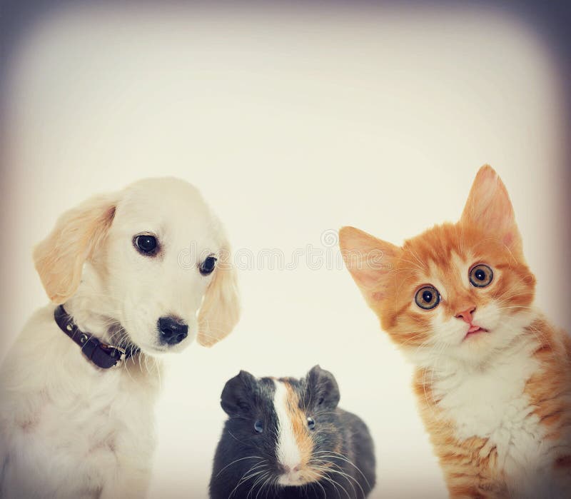 Group of pets stock photo. Image of domestic, group, pets - 60484060
