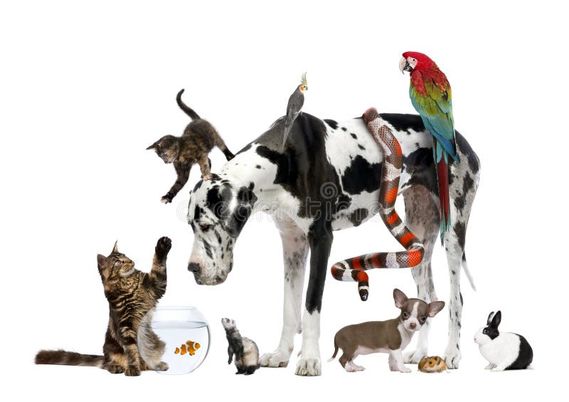 Pets Standing in Front of White Background Stock Photo - Image of ...