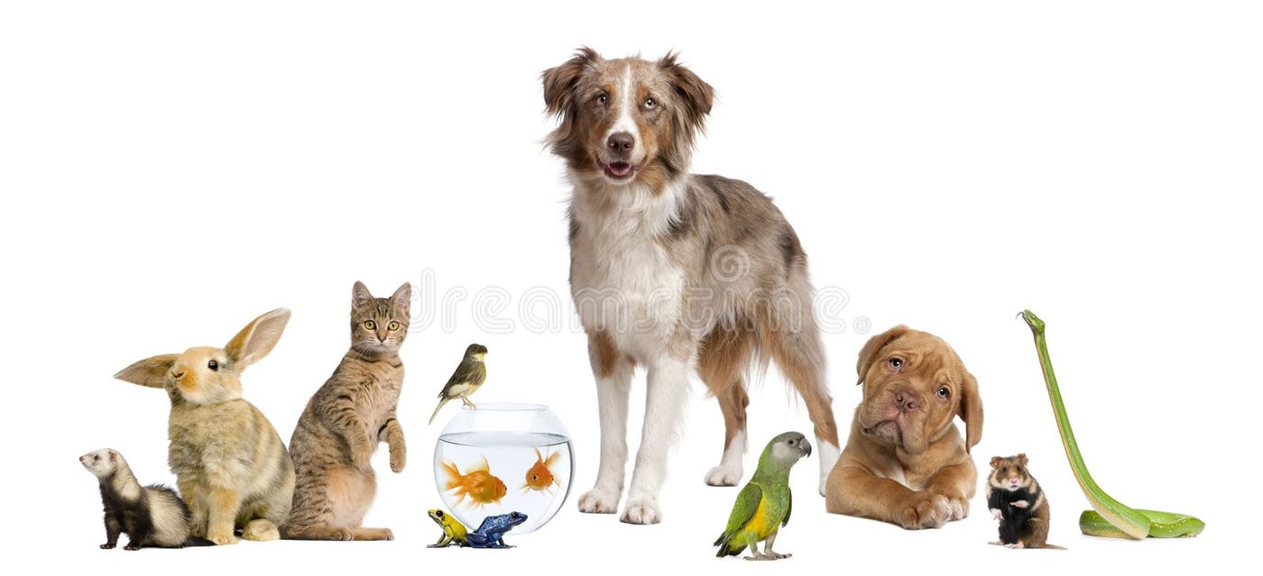 1,033 Many Pets Together Stock Photos - Free & Royalty-Free Stock ...