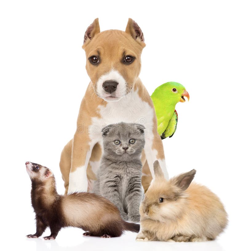 4,238 Group Pets Together Stock Photos - Free & Royalty-Free Stock ...
