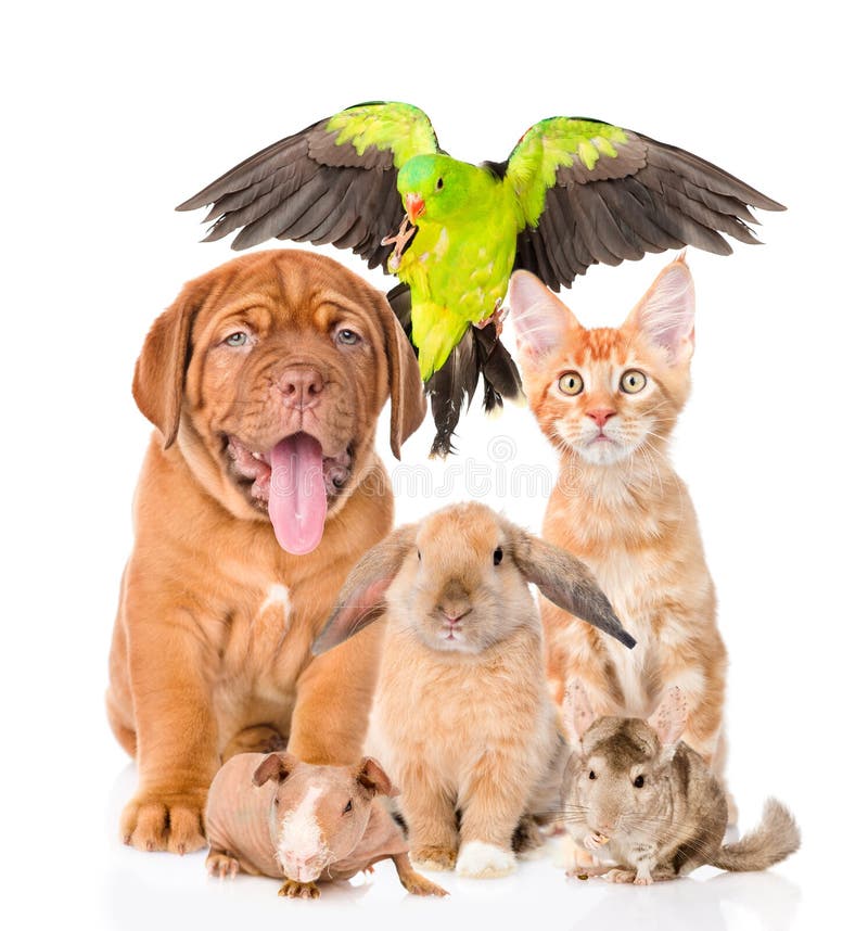 3,679 Group Pets Together Stock Photos - Free & Royalty-Free Stock ...