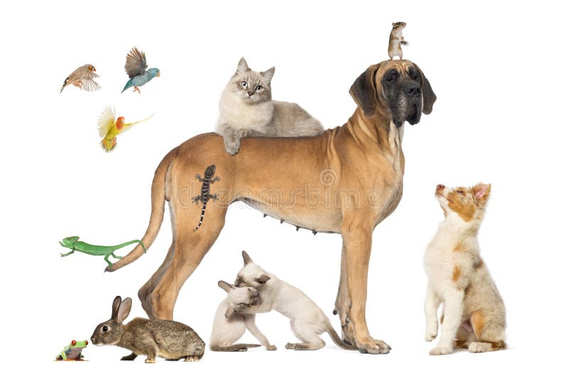 Group of pets together stock photo. Image of isolated - 30336672