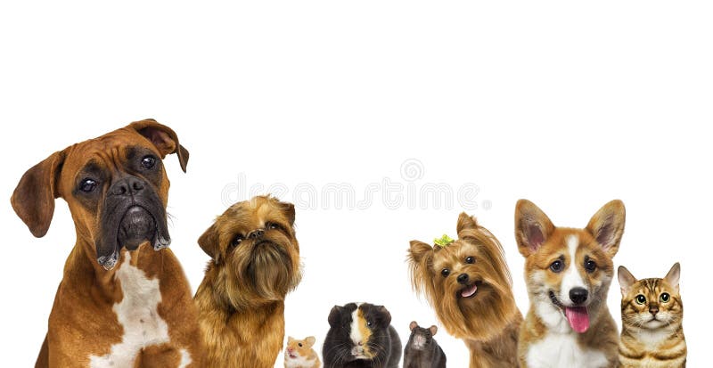 Group of pets stock photo. Image of kitten, backgrounds - 44763700