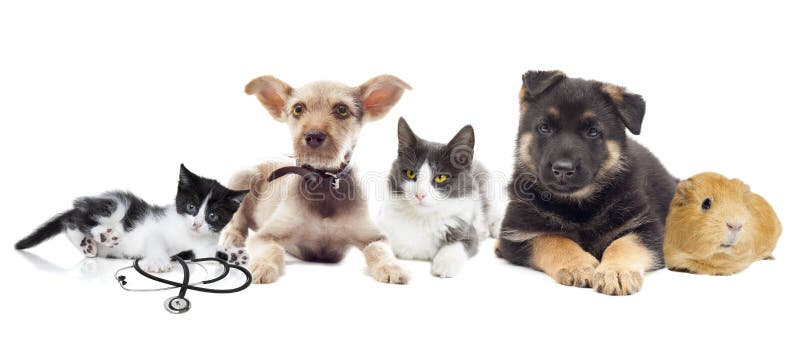Group of pets stock photo. Image of kitten, backgrounds - 44763700