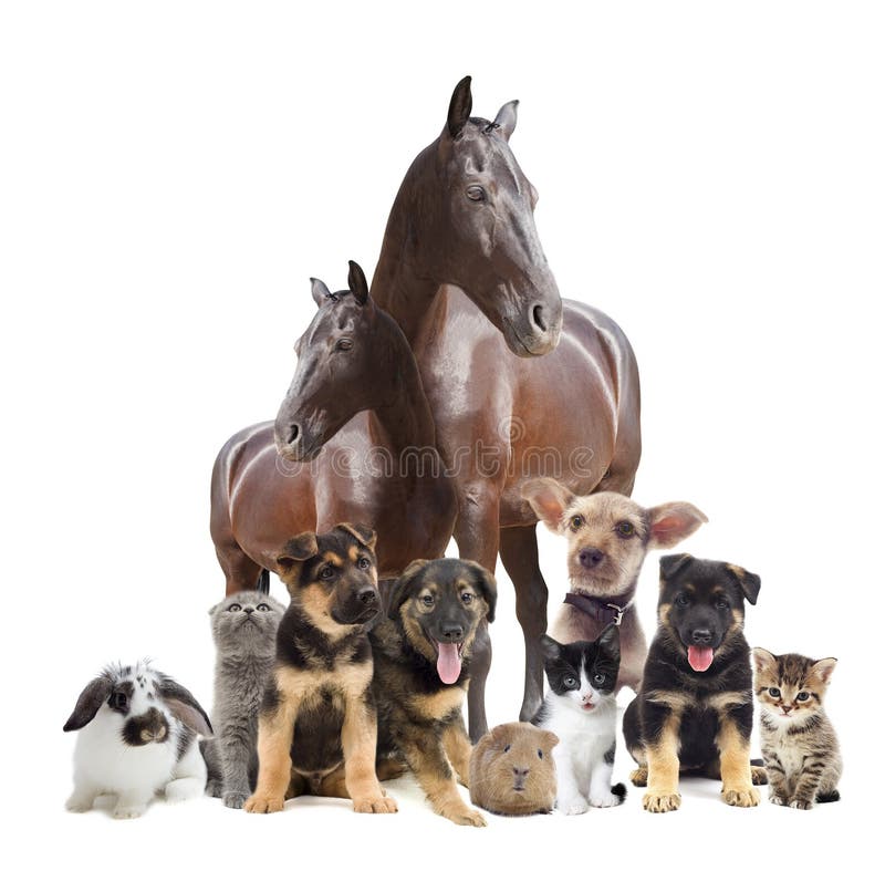 Group of pets together stock photo. Image of canine, invertebrate ...