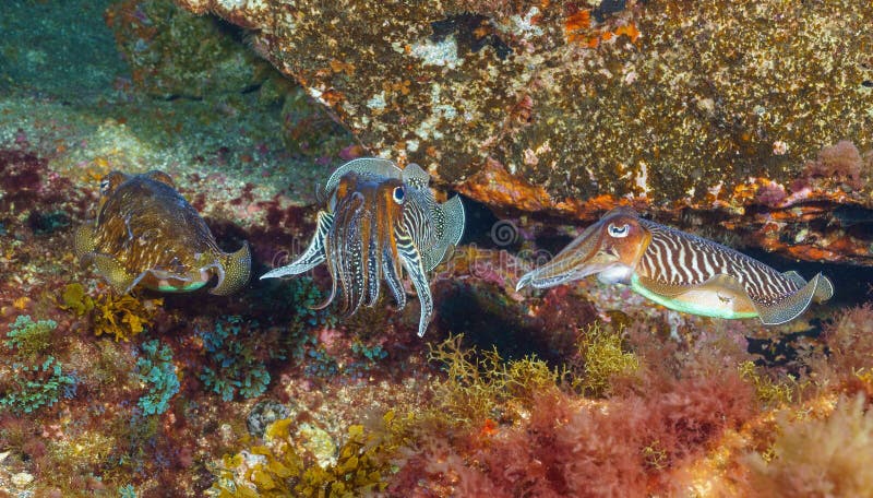 Group of Pharaoh Cuttlefish Under the Underwater Rocks Stock Image ...