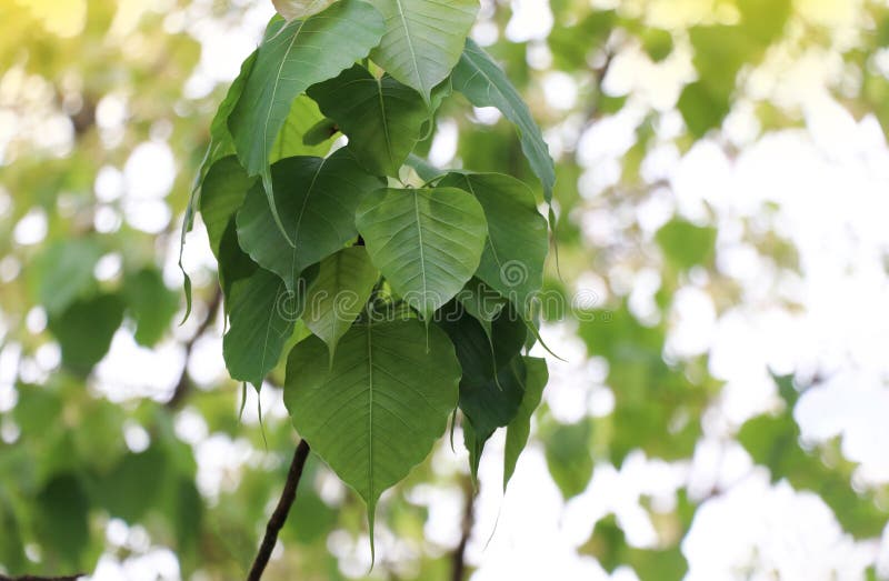 Group of Pho Leaves with Daylight and the Effect Stock Photo - Image of ...