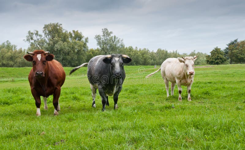Group Picture of Three Different Colored Cows Stock Photo - Image of ...
