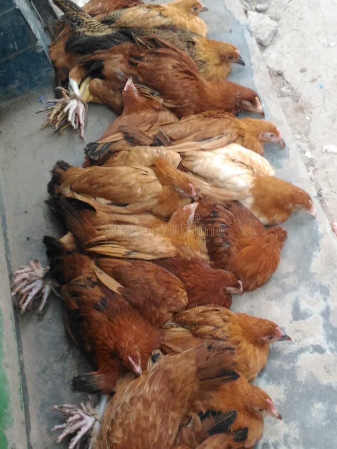 Chickens for sell stock photo. Image of group, chickens - 126401256