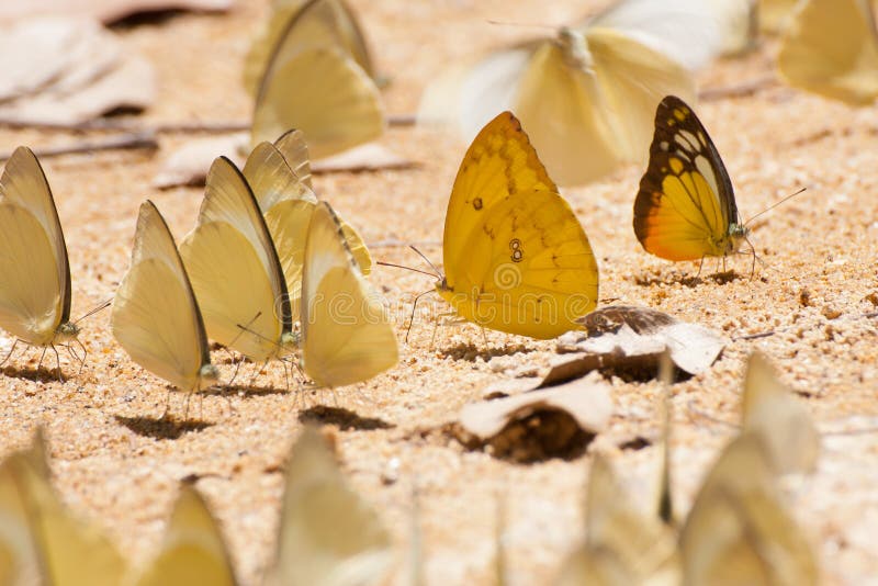 Group of Pieridae Butterfly Gathering Water Stock Image - Image of ...
