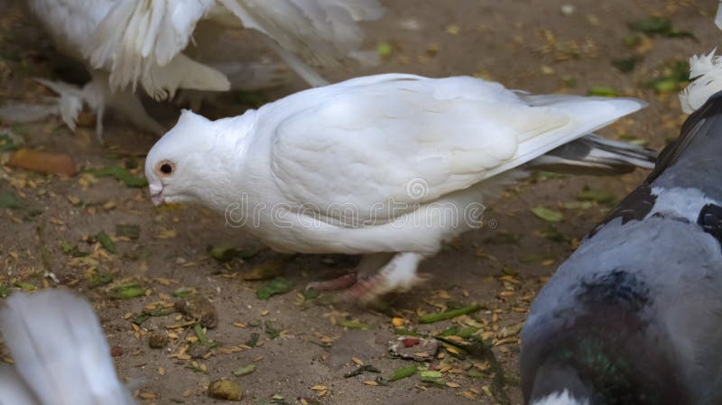 A pigeon eating grain stock photo. Image of feather, sunlight - 63797340