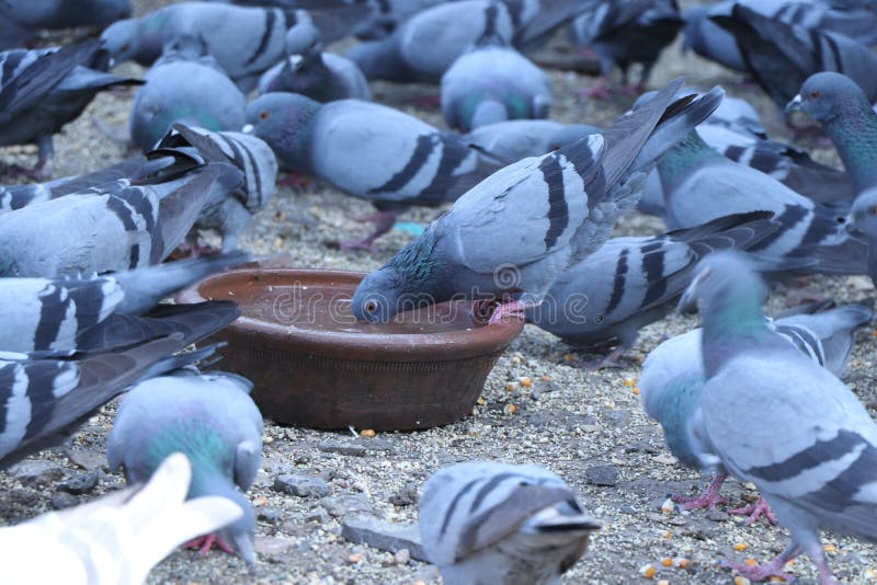 Group of Pigeon Sit and Eating Food Stock Photo - Image of fauna, corn ...