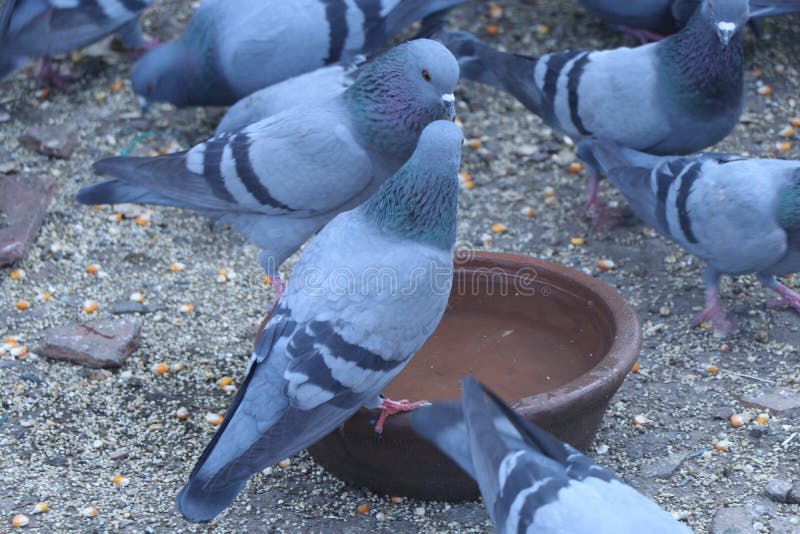 Group of Pigeon Sit and Eating Food Stock Image - Image of wildlife ...