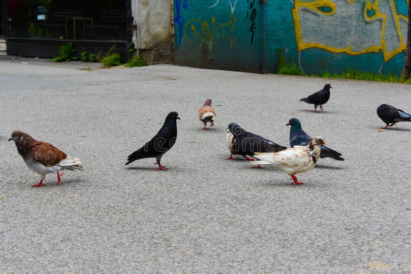 Crowd of Pigeon on the Walking Street.Pigeons on the Street Stock Photo ...