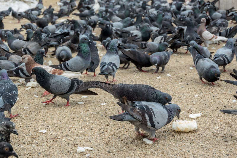 Group of Pigeons Eating a Crust of Bread Stock Photo - Image of floor ...