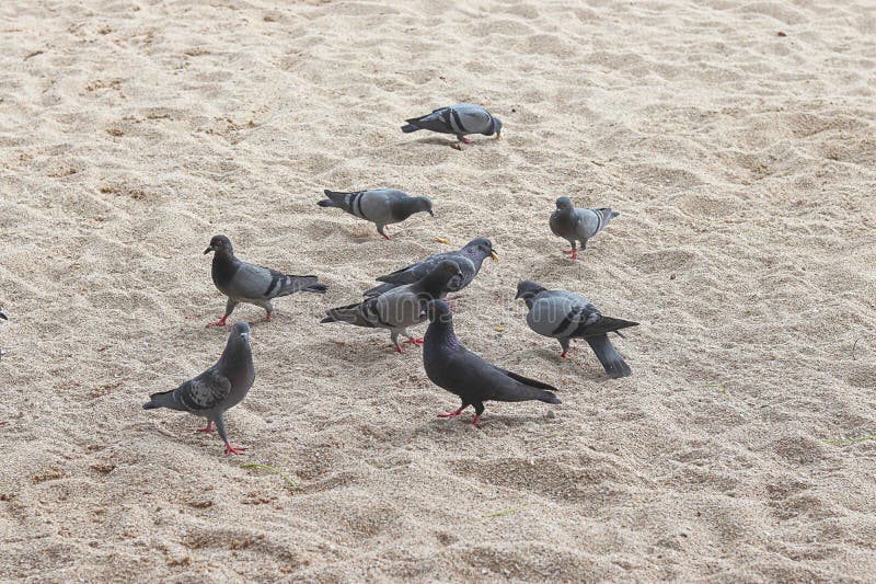 A Group of Pigeons Foraging on the Sand Stock Image - Image of animal ...