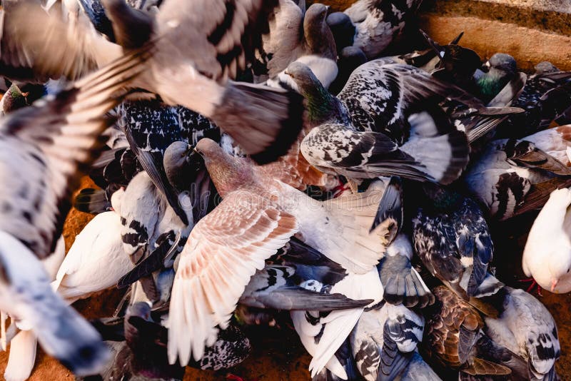Group of Pigeons Pecking the Ground Unruly Stock Image - Image of ...