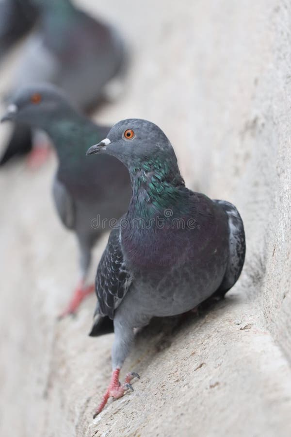 Group of Pigeons Perched Together on a Rooftop Stock Illustration ...