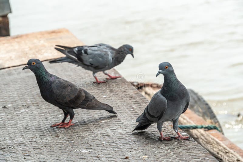 Group of pigeons on a pier stock image. Image of beautiful - 156290863