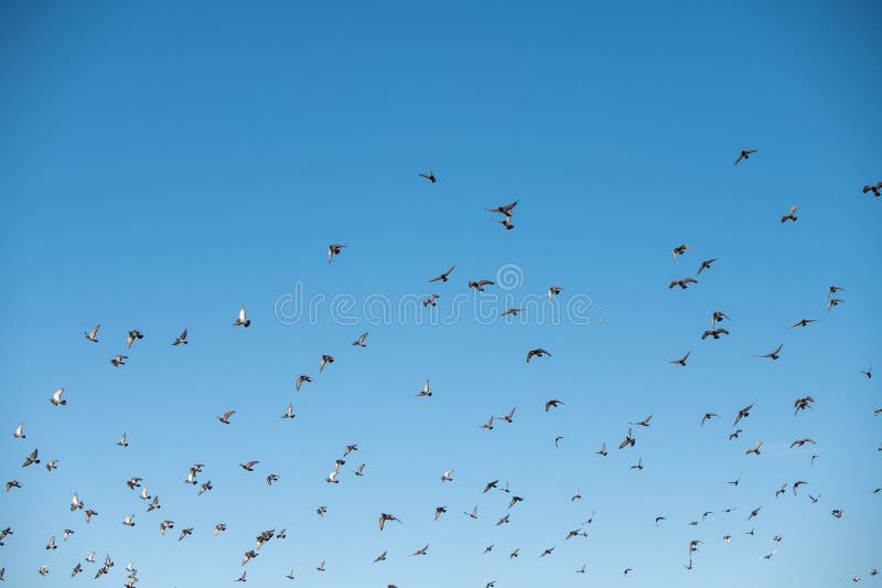 Low Angle View of Birds Seen Flying in Sky Stock Photo - Image of ...