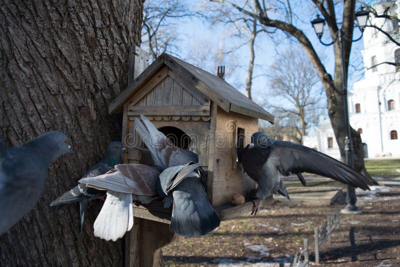 Group of Pigeons Struggling for the Food in the Manger Stock Image ...